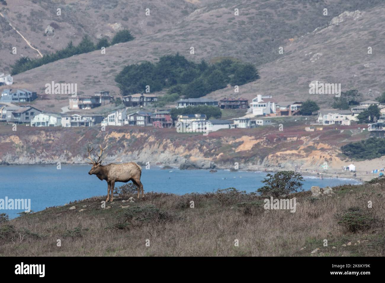 Tule elk (Cervus canadensis nannodes) an endangered subspecies from ...