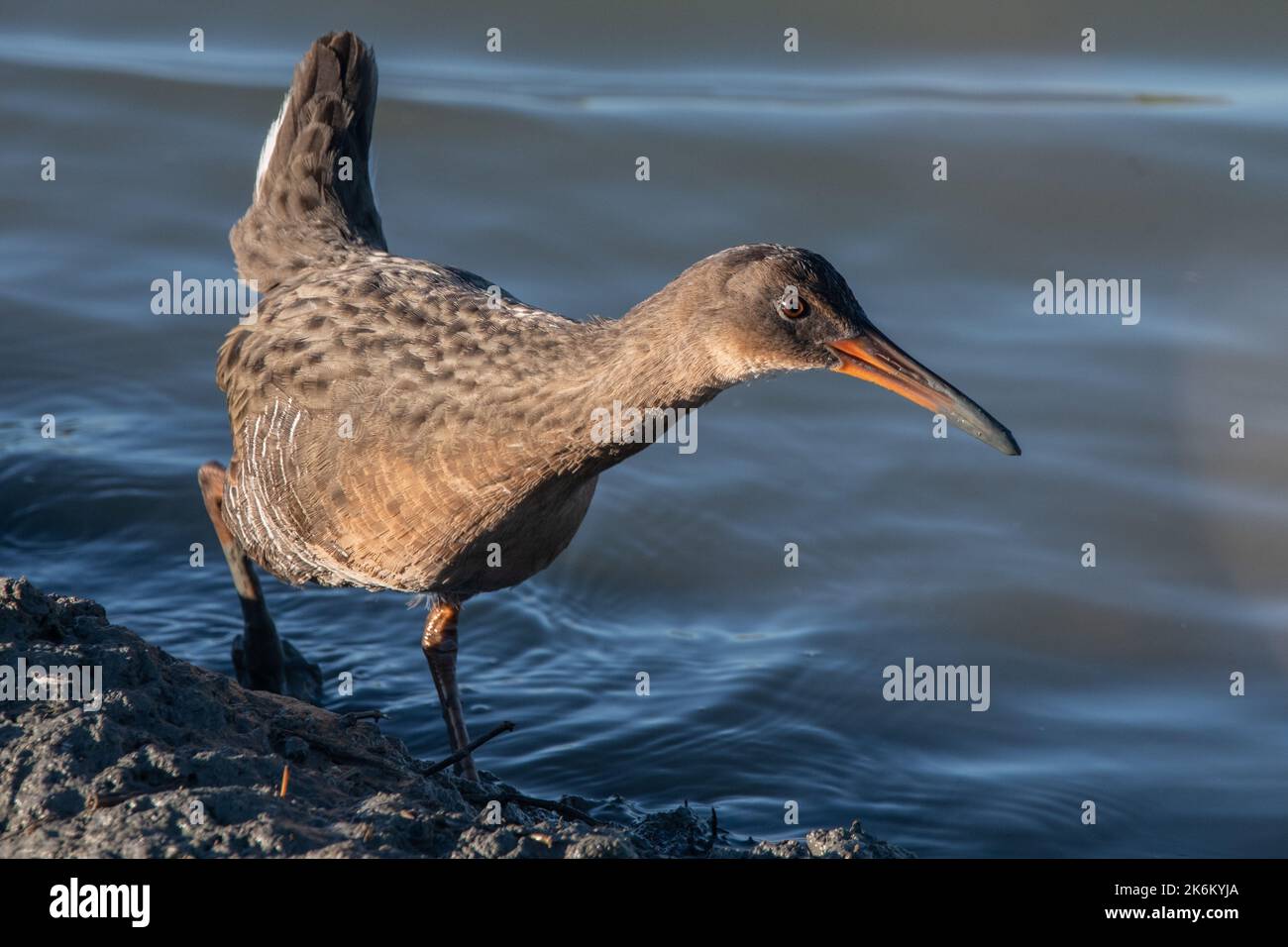 Ridgway's Rail (Rallus obsoletus) a threatened bird species found in ...
