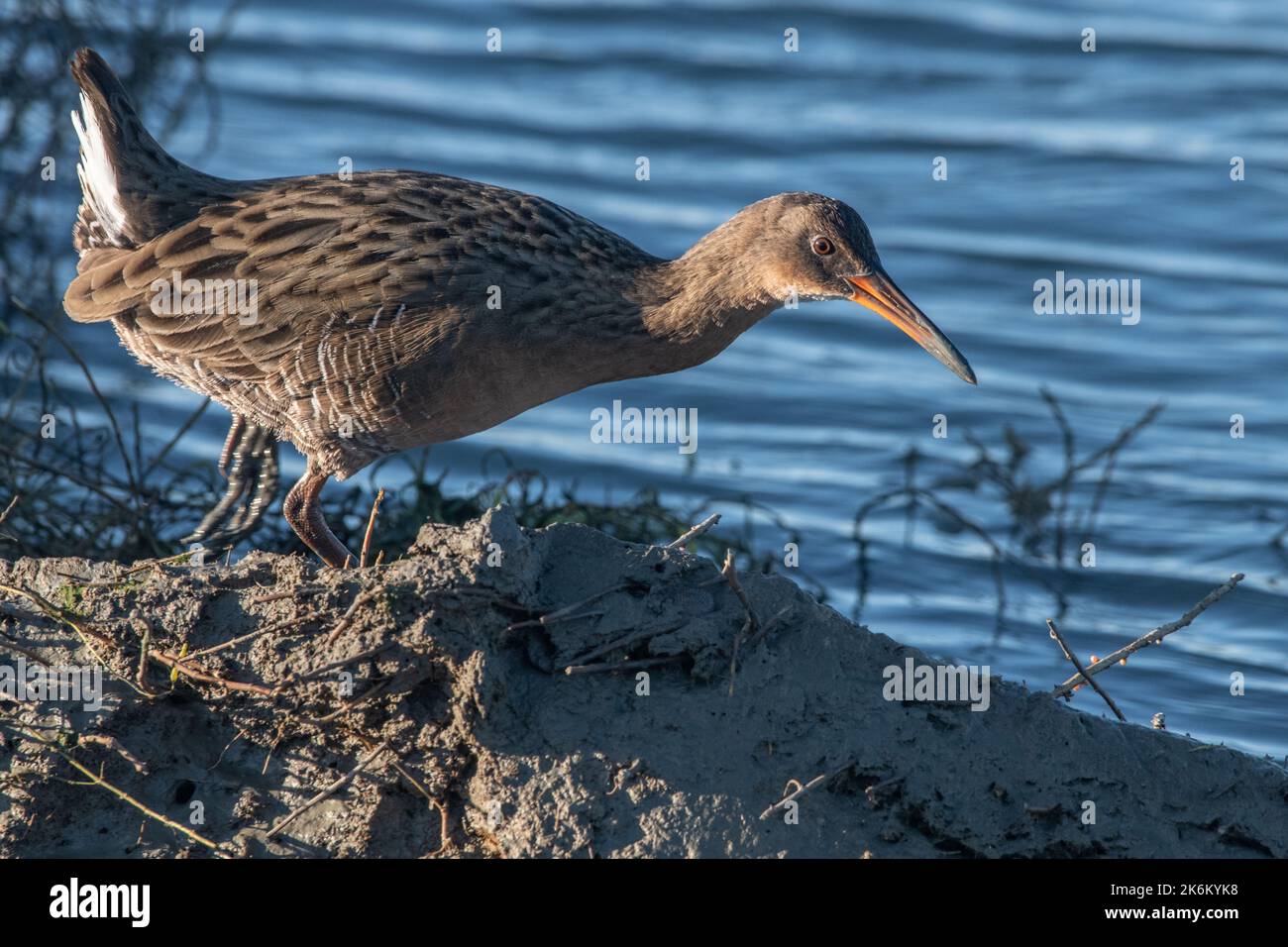 Ridgway's Rail (Rallus obsoletus) a threatened bird species found in ...
