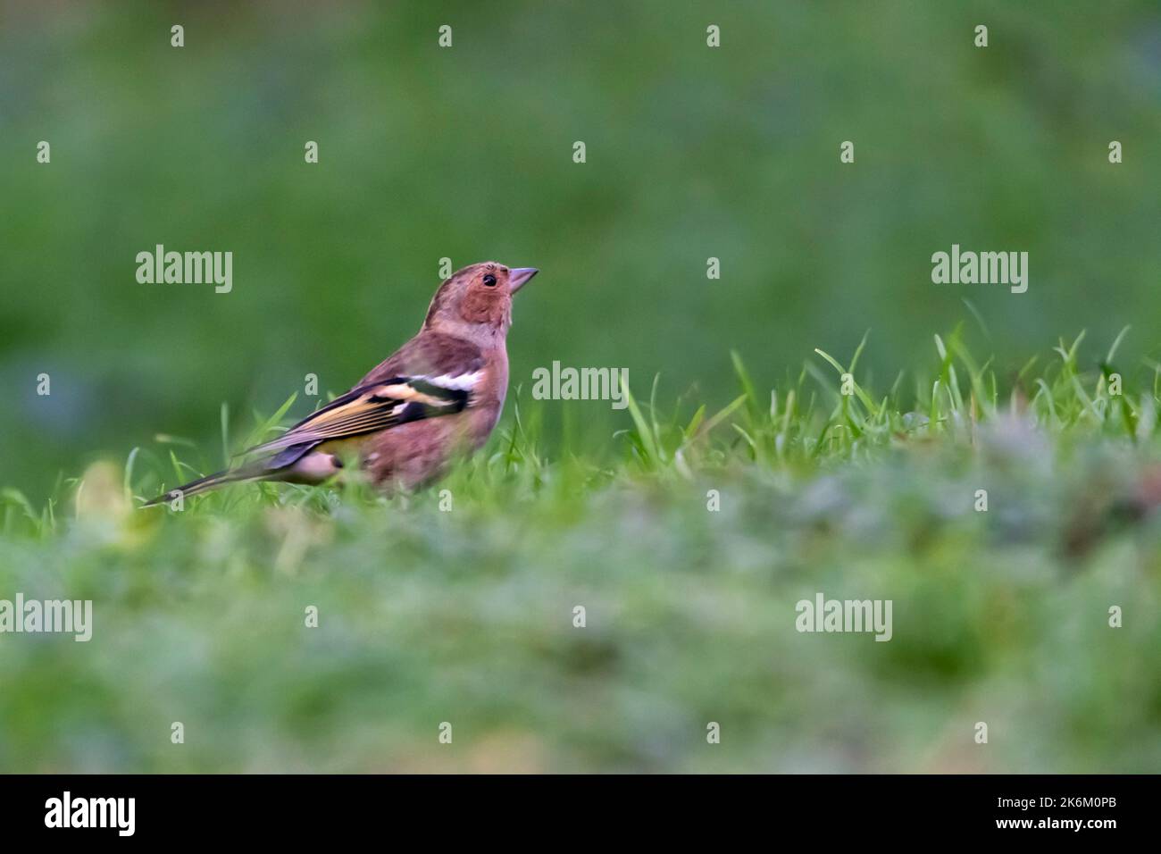 Female common chaffinch, fringilla coelebs, bird in the green grass ...