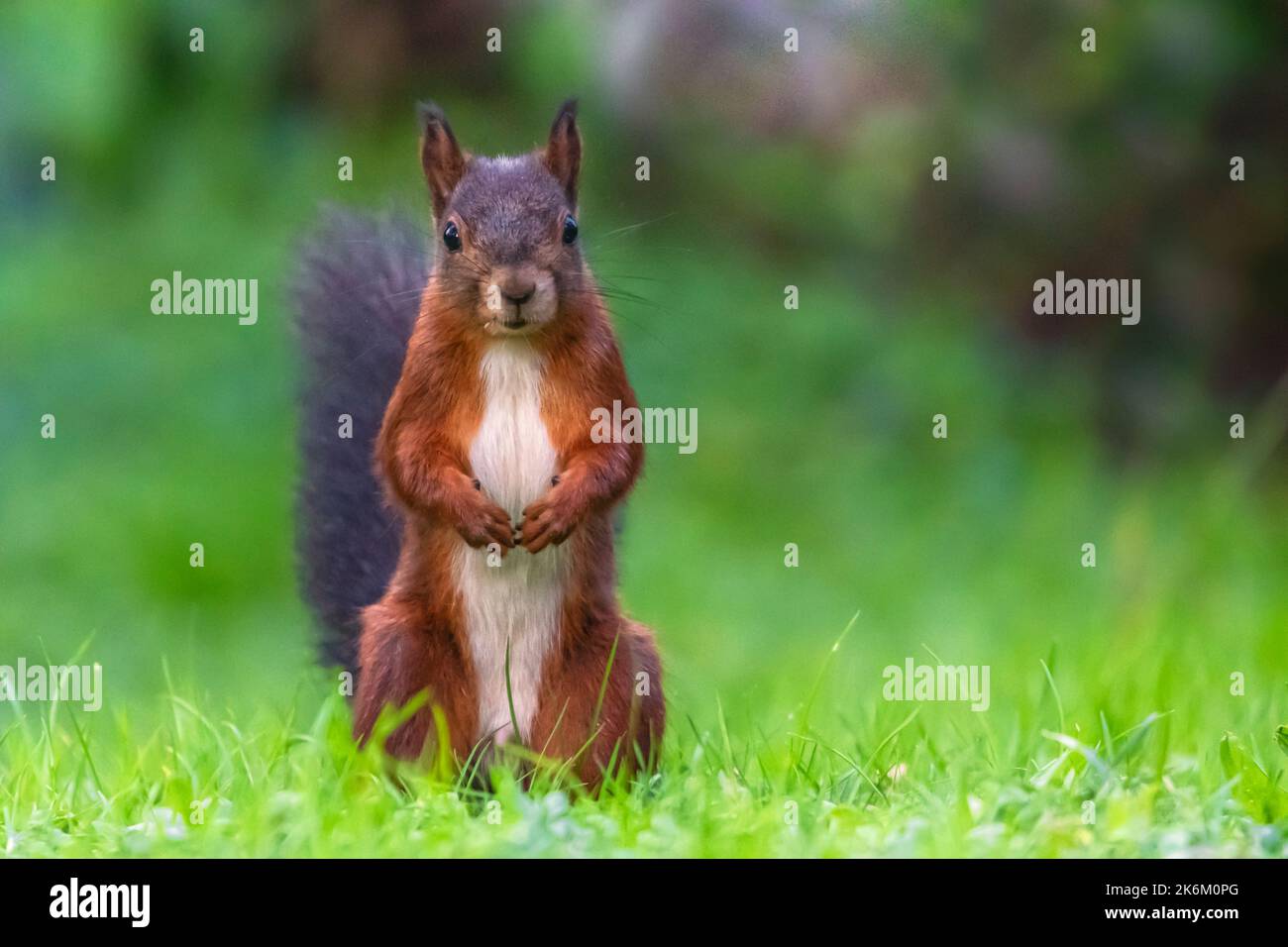 Single red squirrel, sciurus vulgaris, standing on the green grass ...