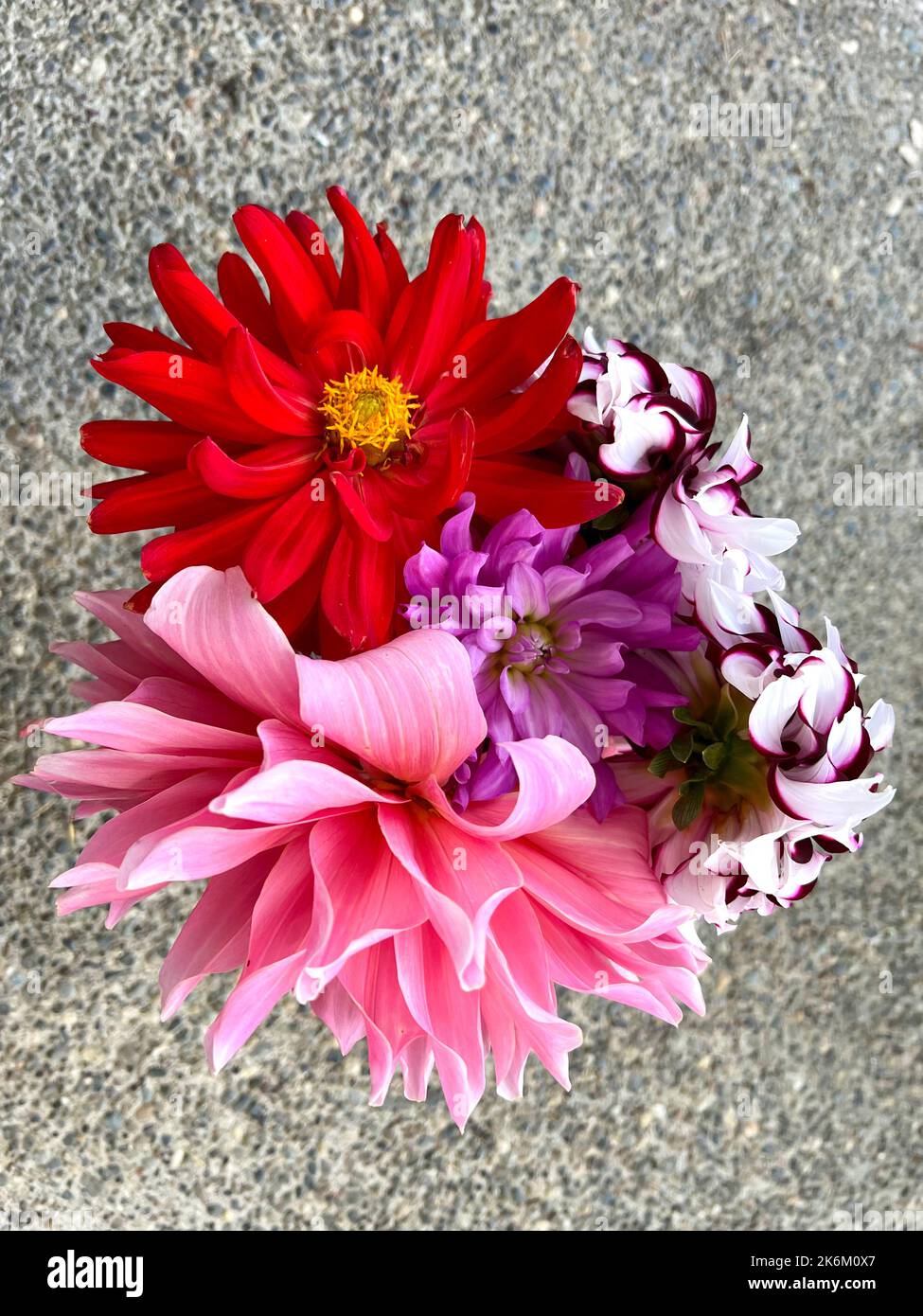 Dahlia flowers in the garden Stock Photo - Alamy