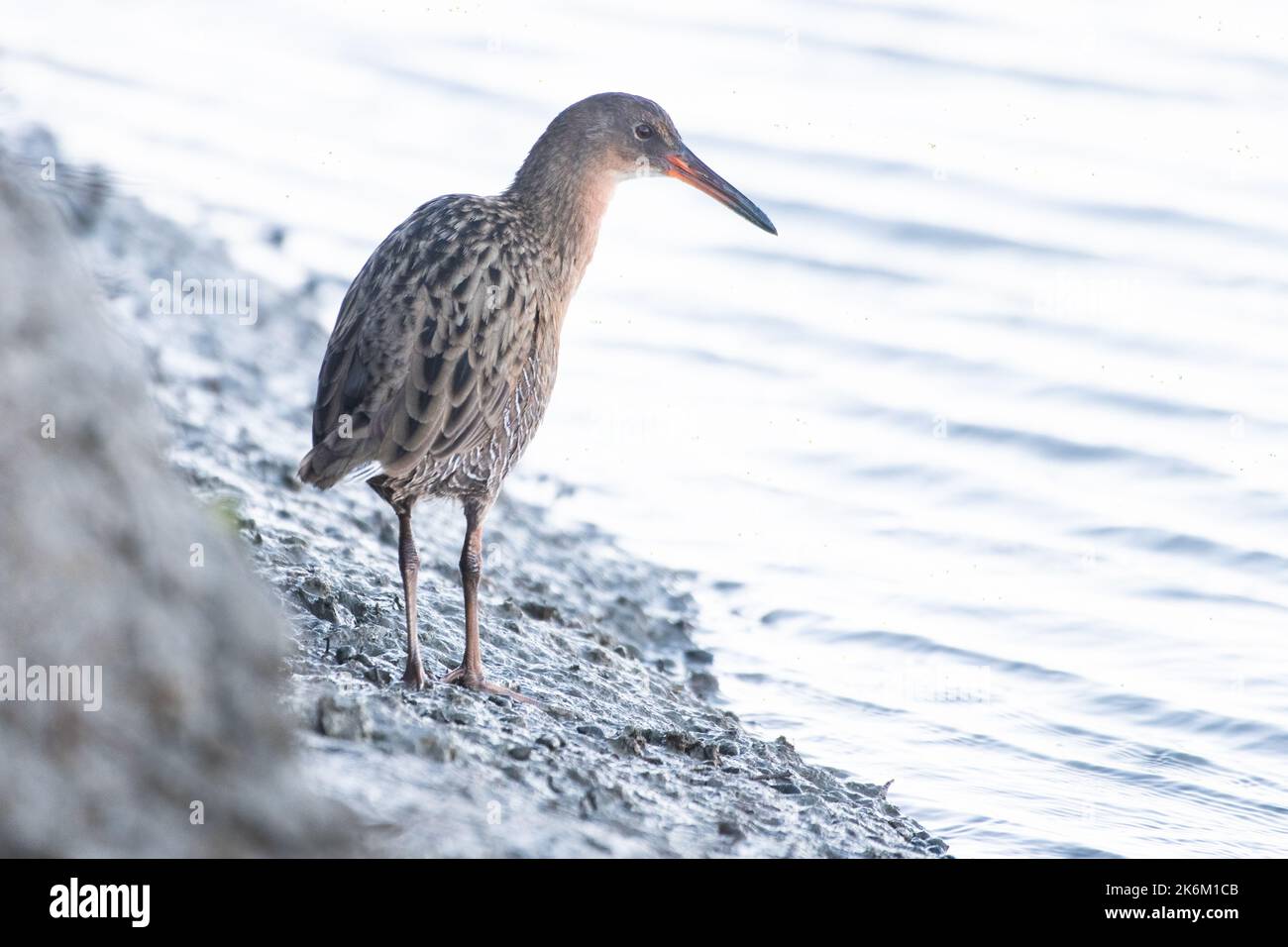 Ridgway's Rail (Rallus obsoletus) a threatened bird species found in ...