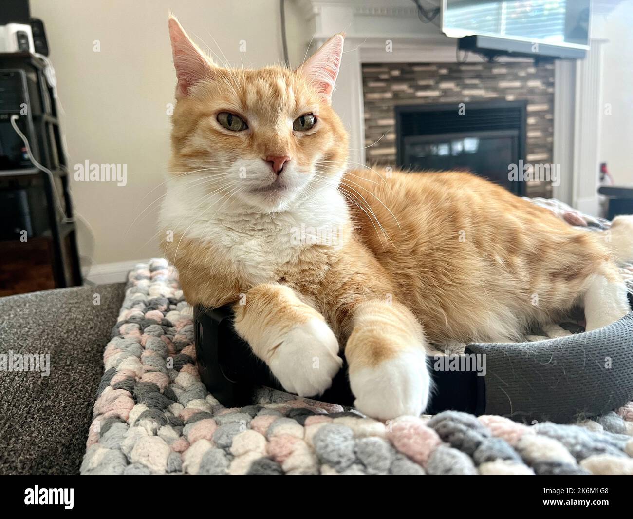 Orange tabby cat sunbathing in hi-res stock photography and images - Alamy