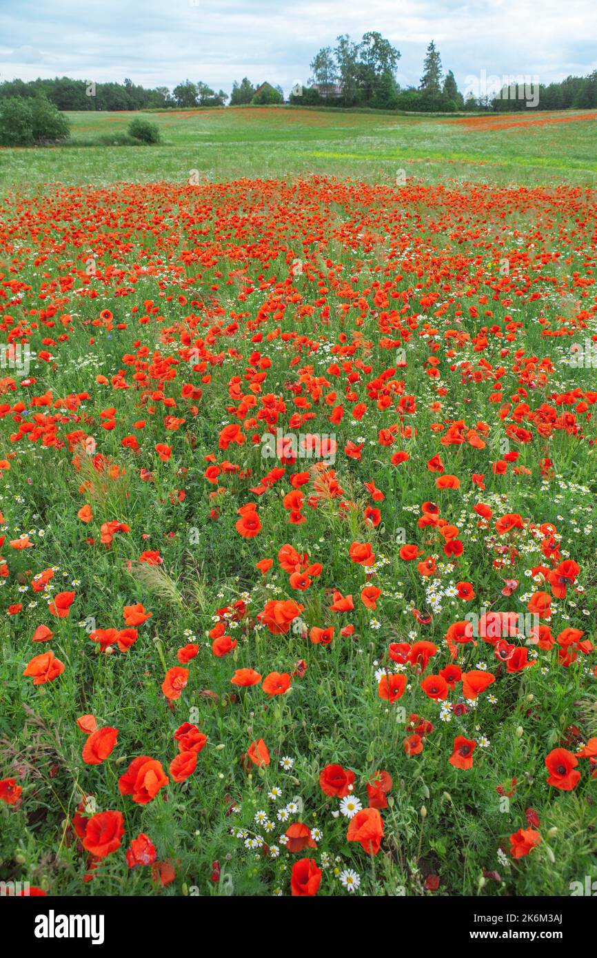 Redness of beautiful poppy's field Stock Photo - Alamy