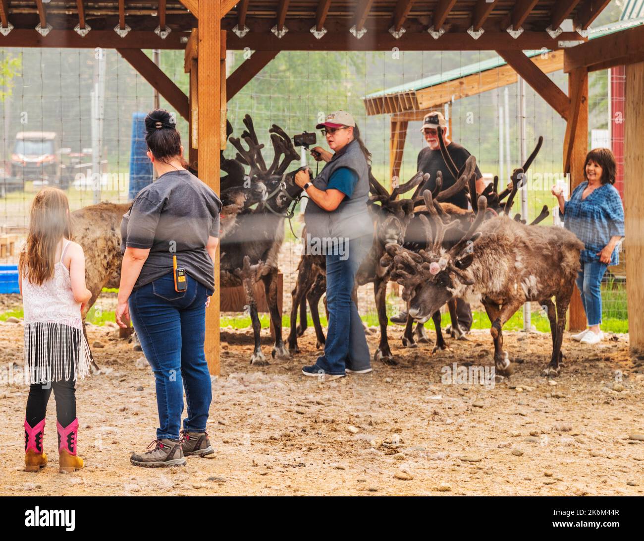 Tourists visit with live Santa's Reindeer; Reindeer Academy; North Pole ...