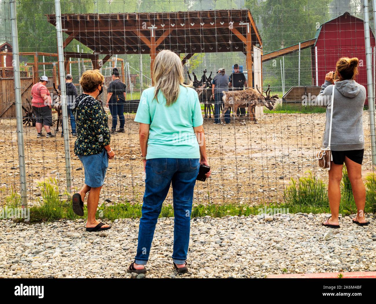 Tourists visit with live Santa's Reindeer; Reindeer Academy; North Pole ...
