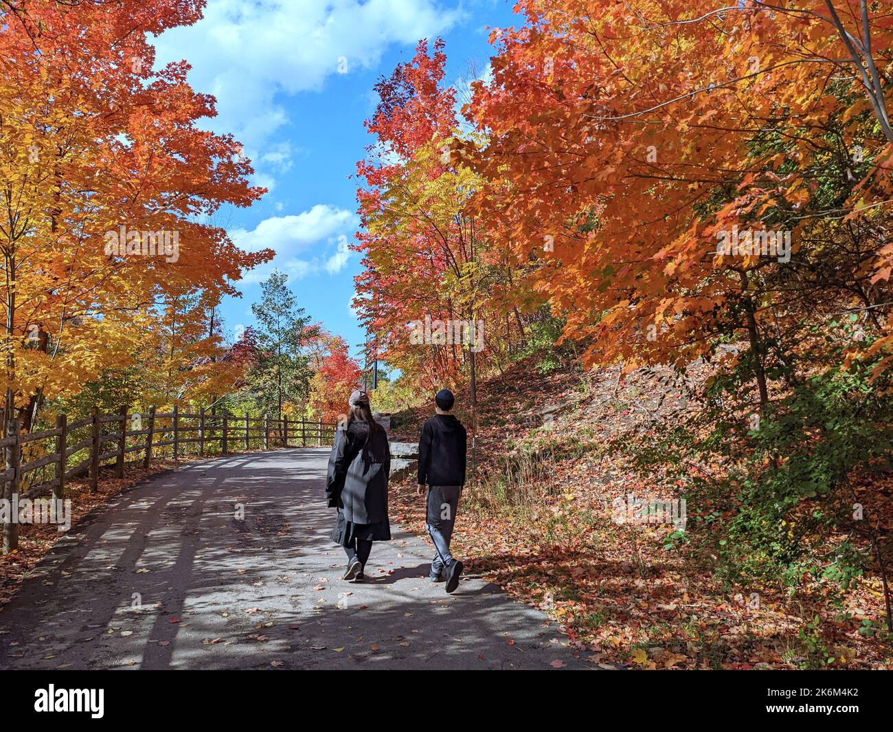 Park path on a sunny fall day with maple trees turning to red and gold ...