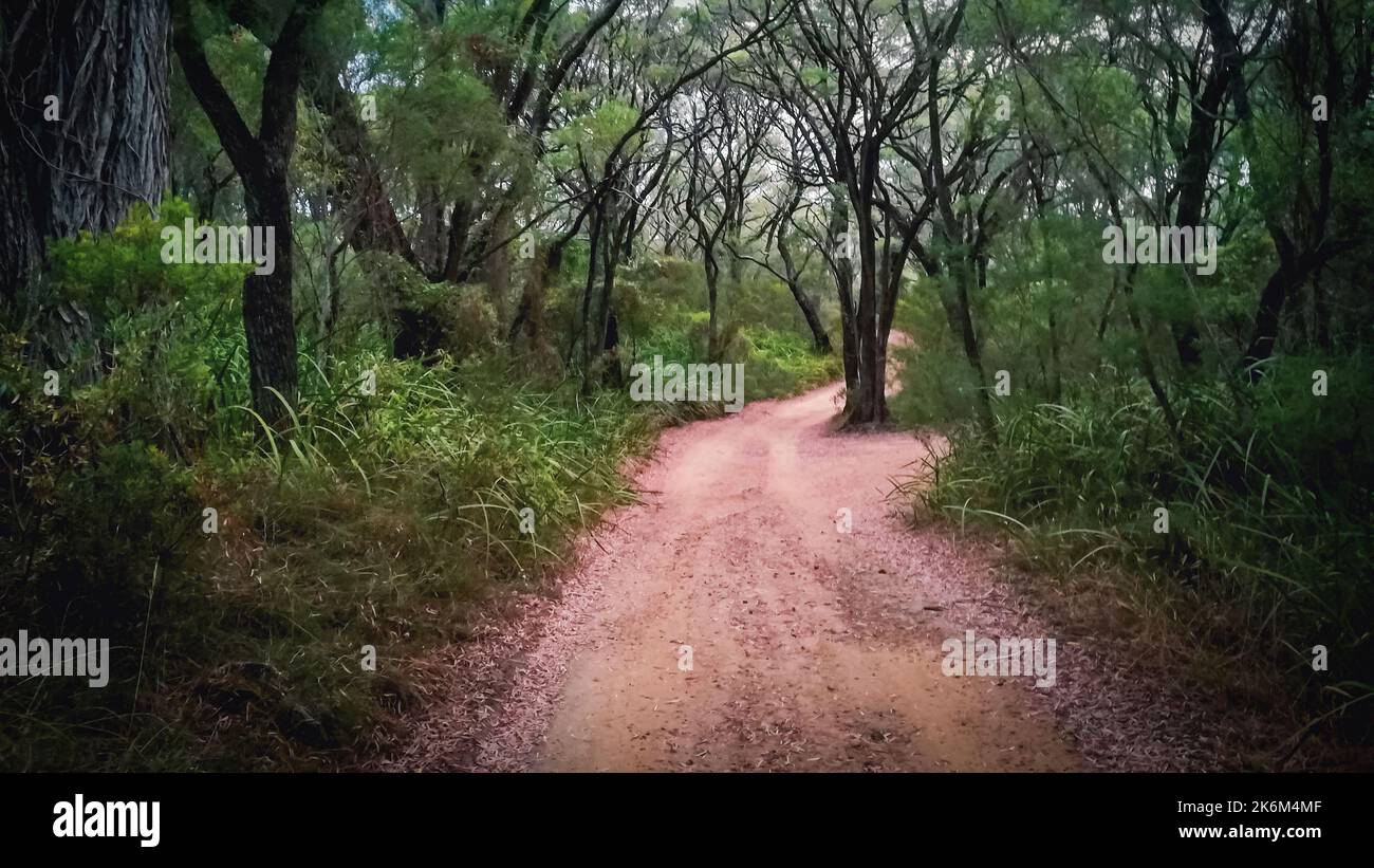 Eucalyptus forest foliage along winding gravel track through small ...