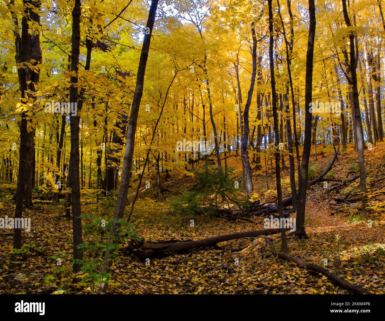 Autumn turns a maple forest into a golden amphitheater, Hammel Woods ...