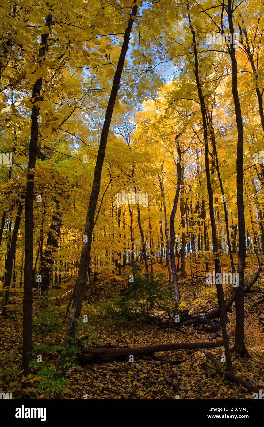 A canopy of yellow maple leaves turns the forest gold in autumn, Hammel ...