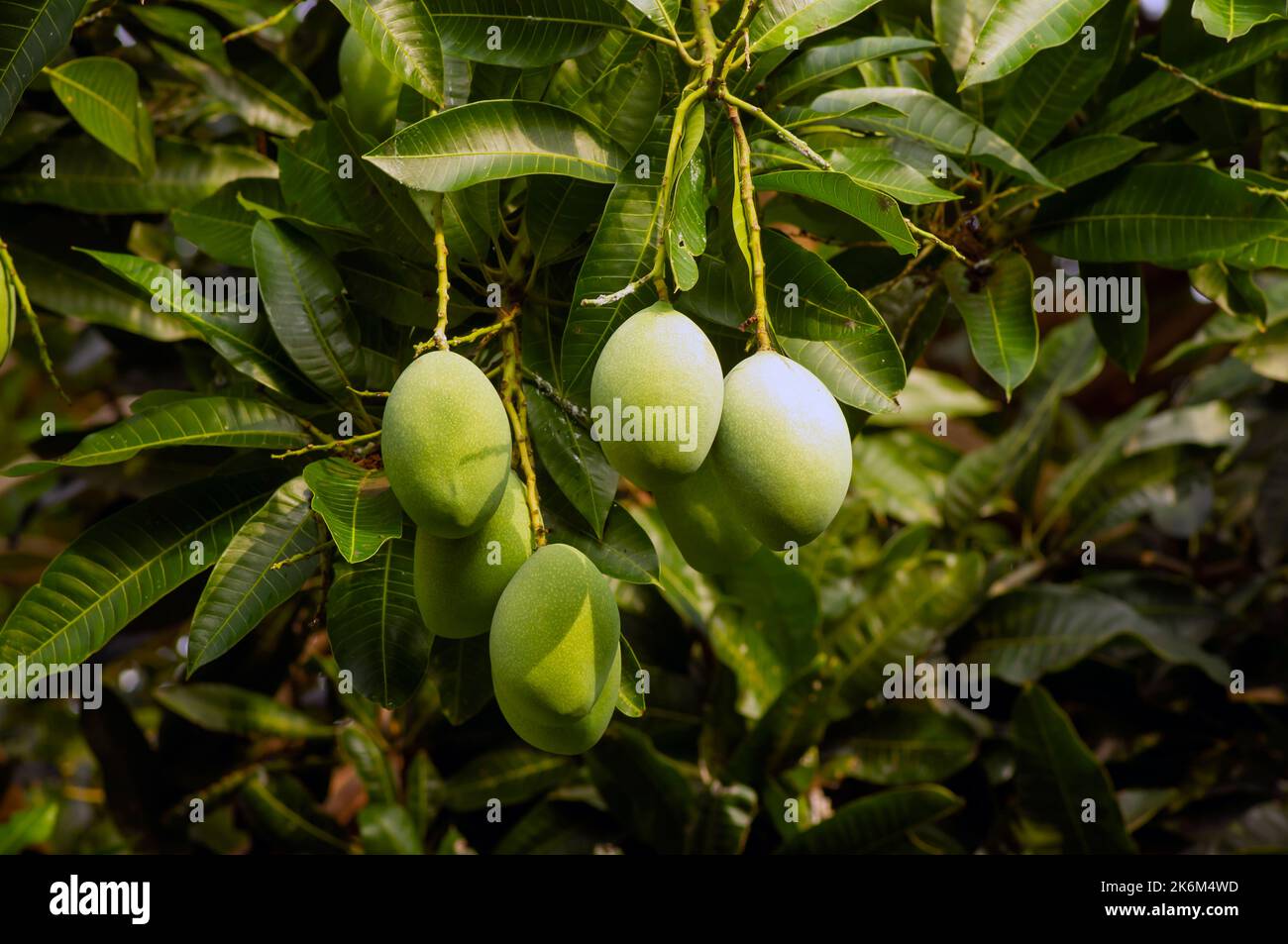 A mango tree (Mangifera indica) with green fruits Stock Photo - Alamy
