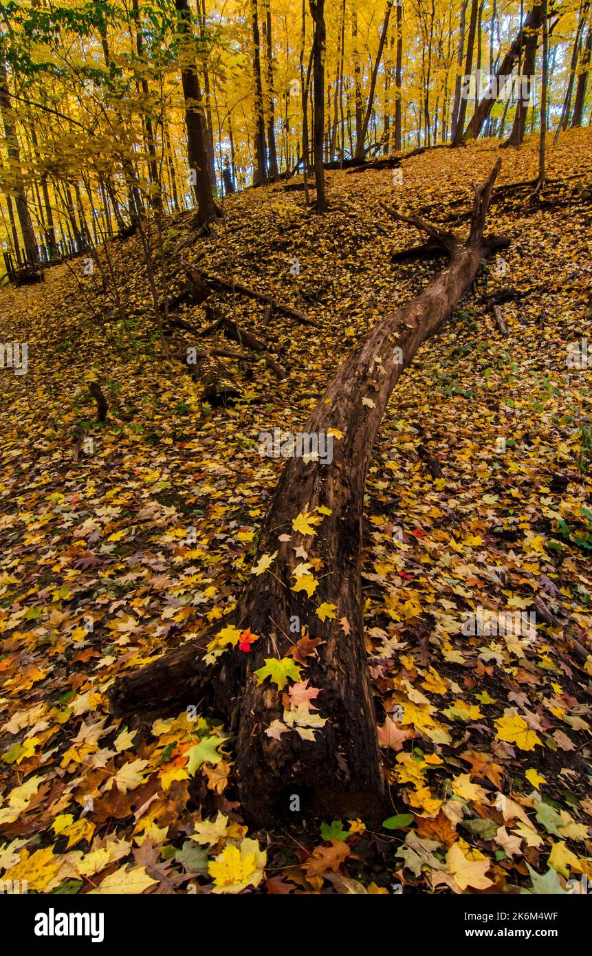 A fallen tree become a decaying log and nutures the soil in a maple ...