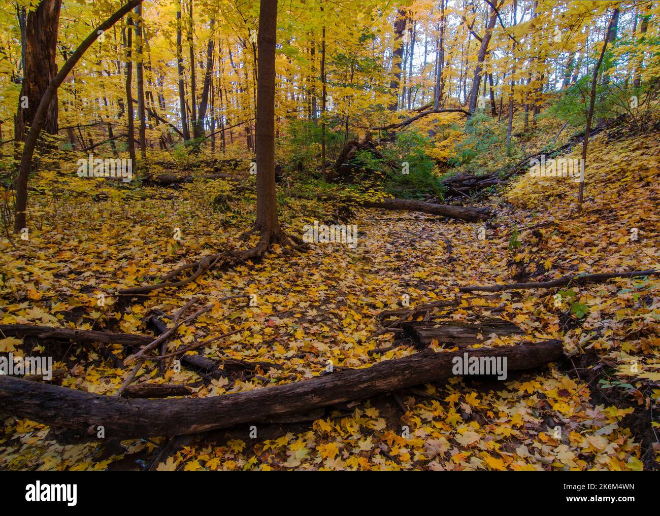 A mostly dry creek be is covered in autumn leaves, Hammel Woods Forest ...