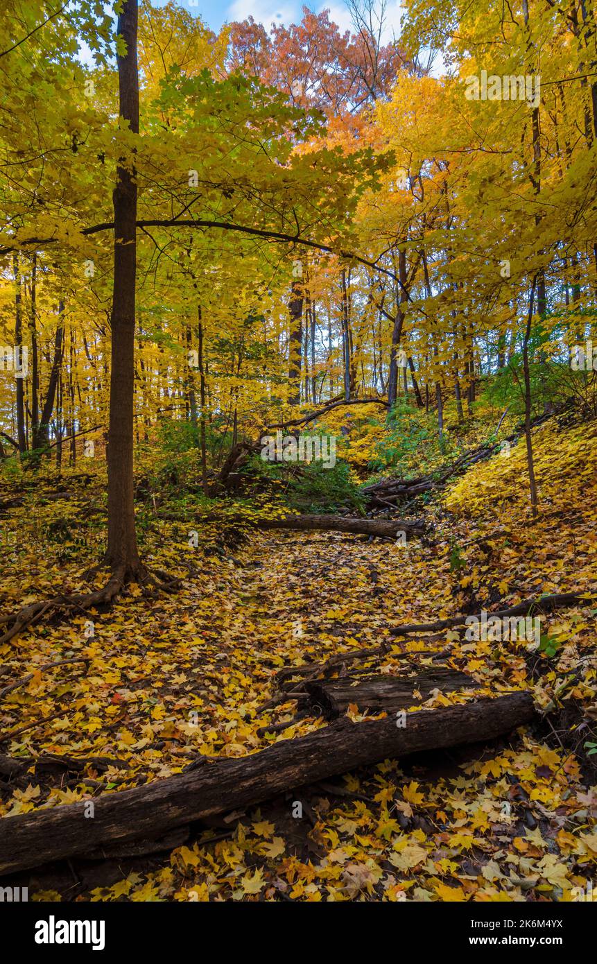 Fall foliage colors a ravine at Hammel Woods Forest Preserve, Will ...
