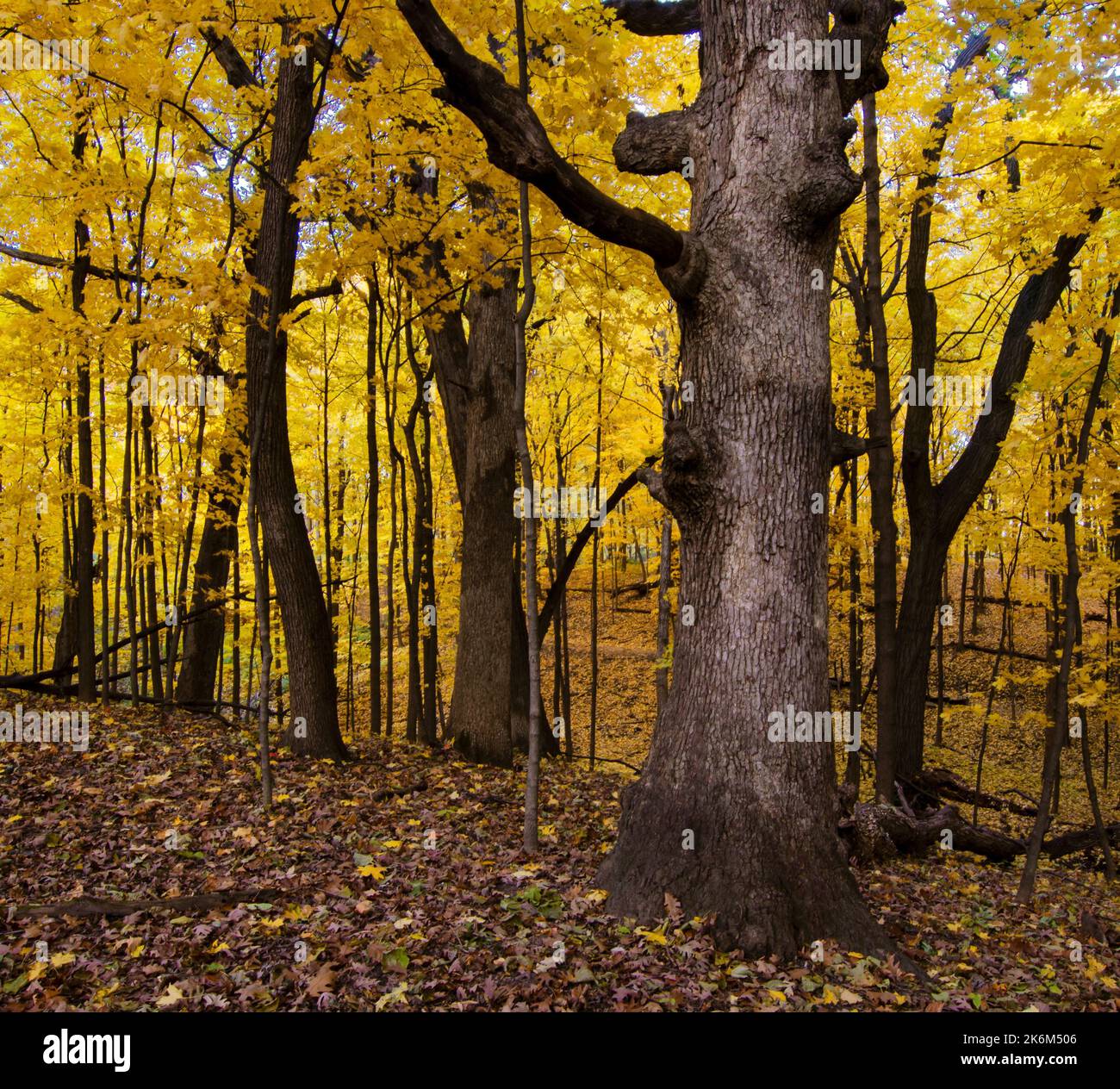A huge Maple tree gives scale to an autumn forest, Hammel Woods Forest ...