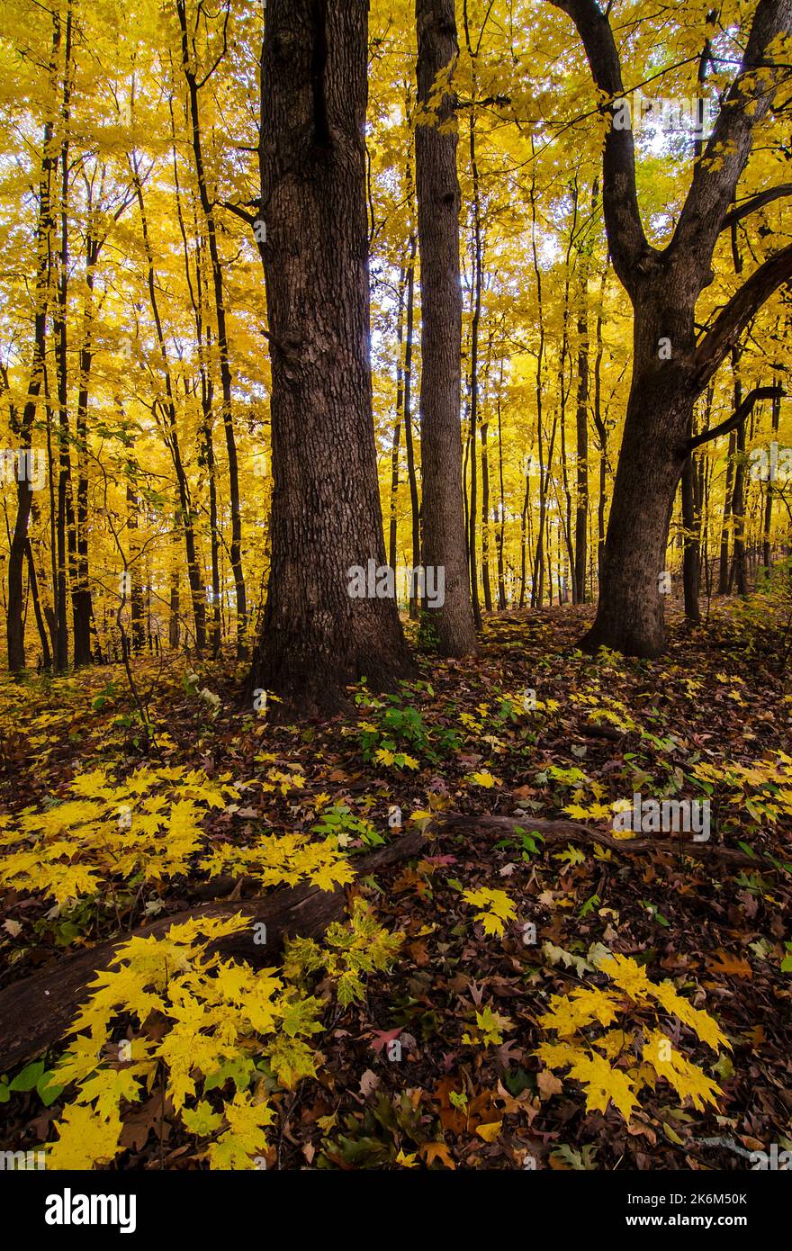 Fall foliage fills the air and the forest floor at Hammel Woods Forest ...
