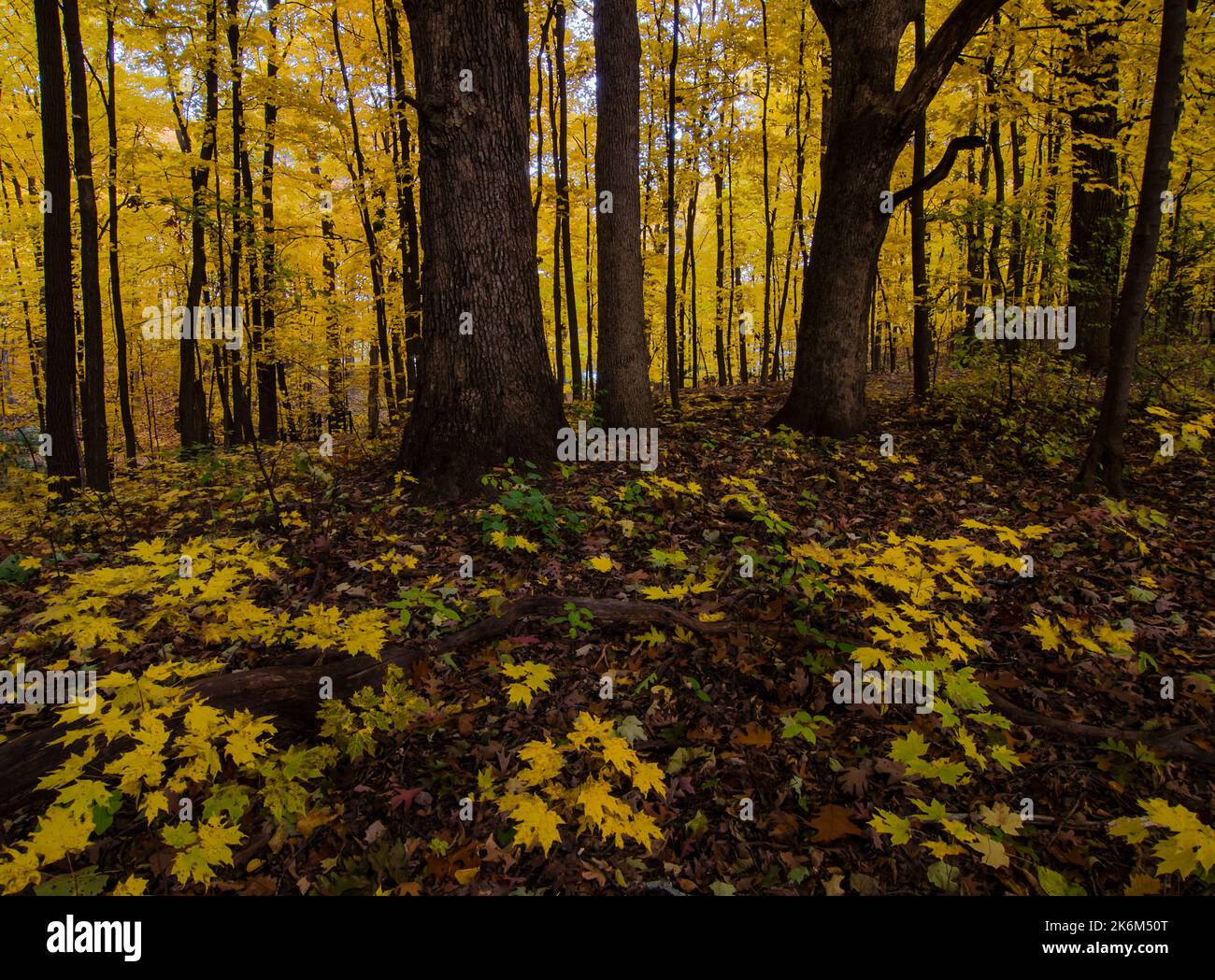 Small maple saplings dot the forest floor in a maple forest at Hammel ...