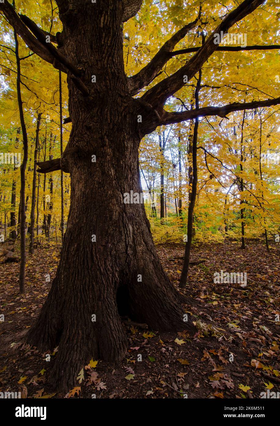 The light filters through the autumn yellow leaves of a maple forest ...