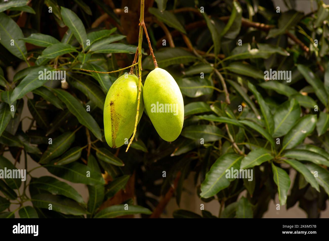 A mango tree (Mangifera indica) with green fruits Stock Photo - Alamy