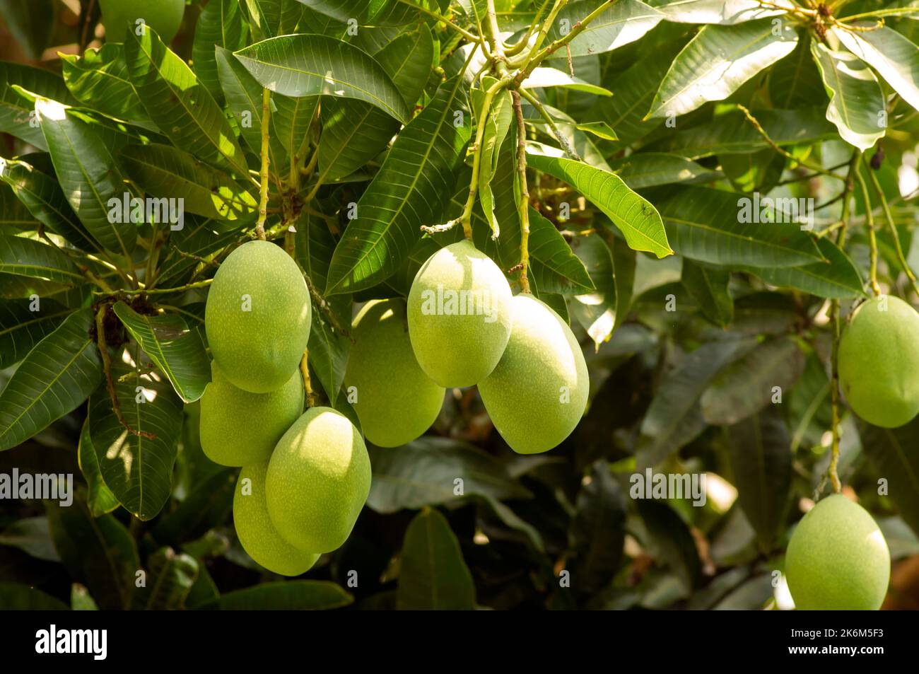 Mango tree mangifera indica hi-res stock photography and images - Alamy