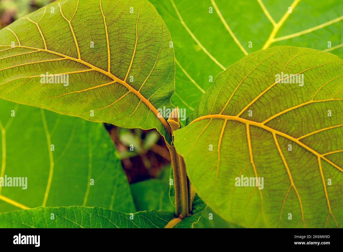 Two beautiful young leaves of the teak plant. Shallow focus Stock Photo ...