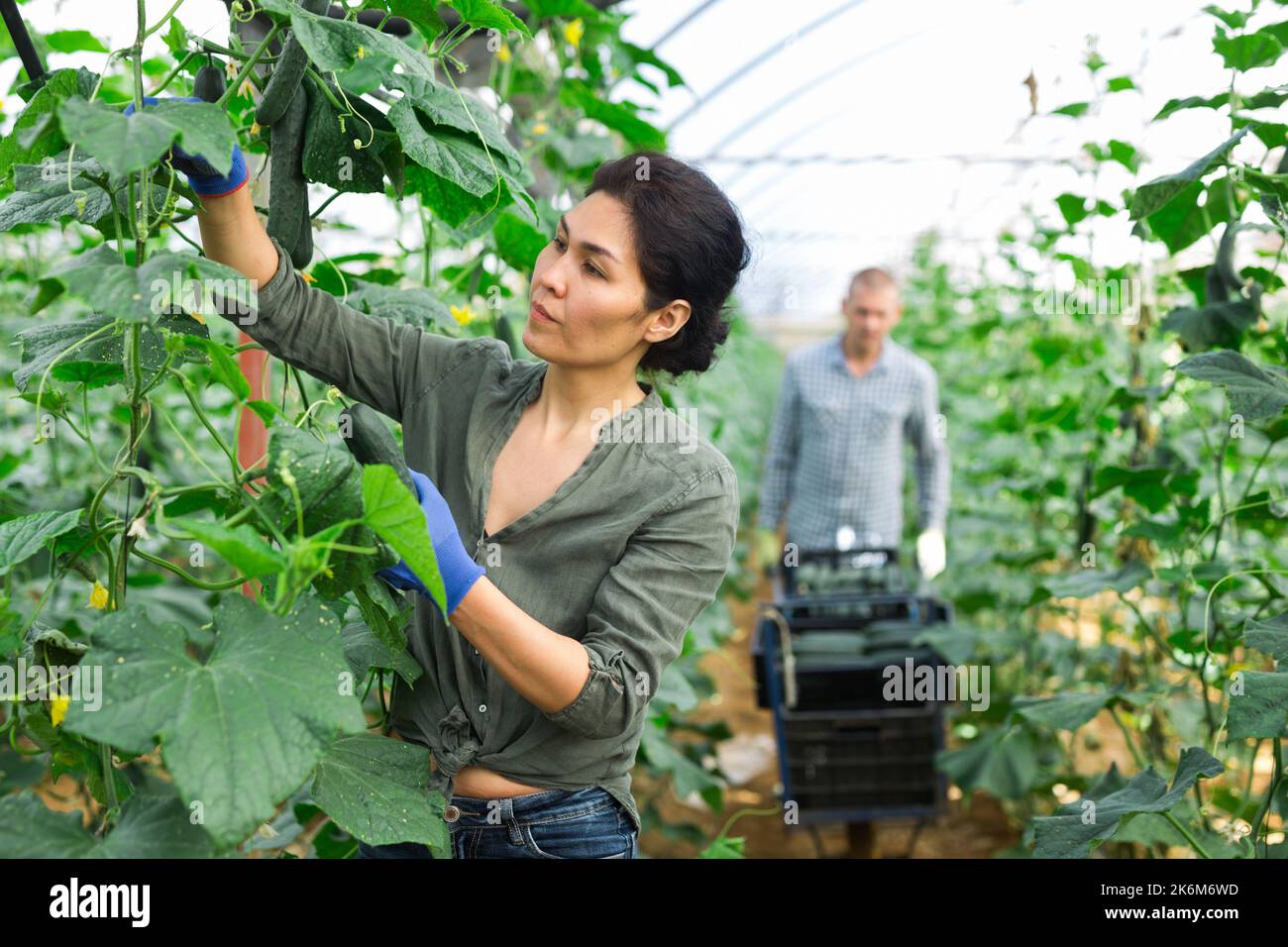 Worker picking cucumbers in greenhouse hi-res stock photography and ...
