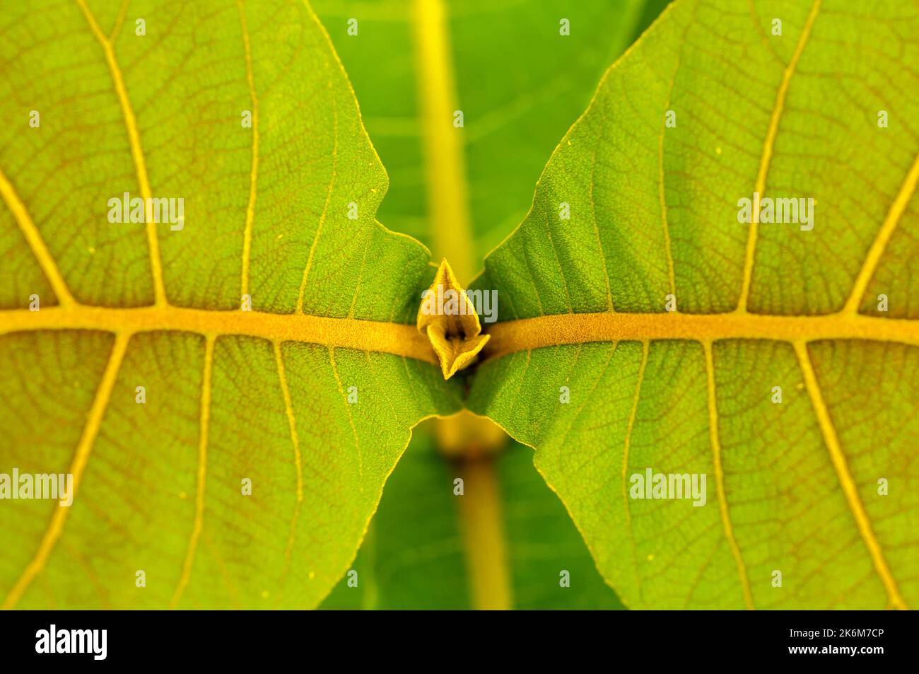Two beautiful young leaves of the teak plant. Shallow focus Stock Photo ...