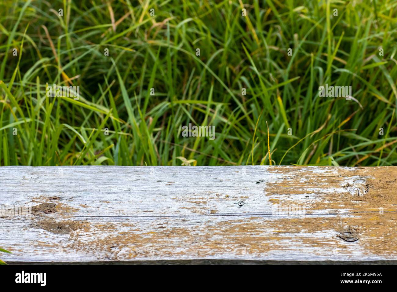 Board on a background of green grass, background for design Stock Photo ...