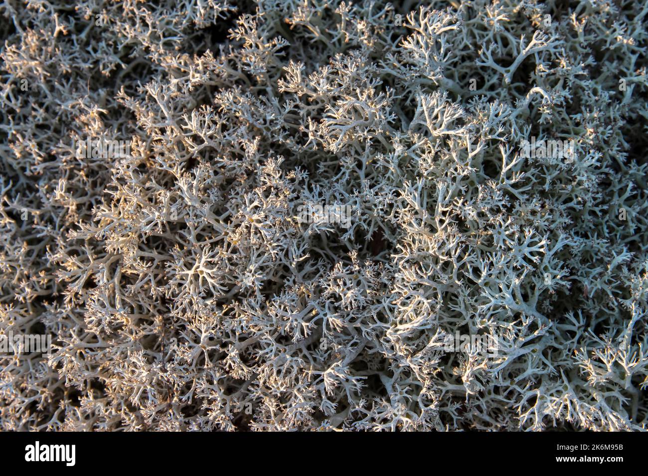 White moss - textured gray natural background for design Stock Photo ...