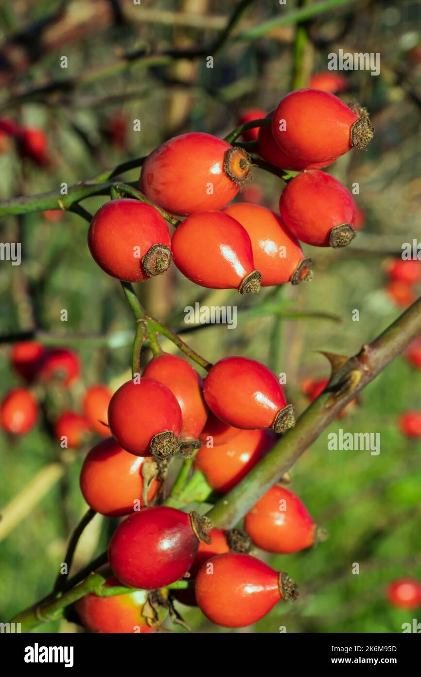 Branch with ripe wild rose hips in autumn. The medicinal plant is used ...
