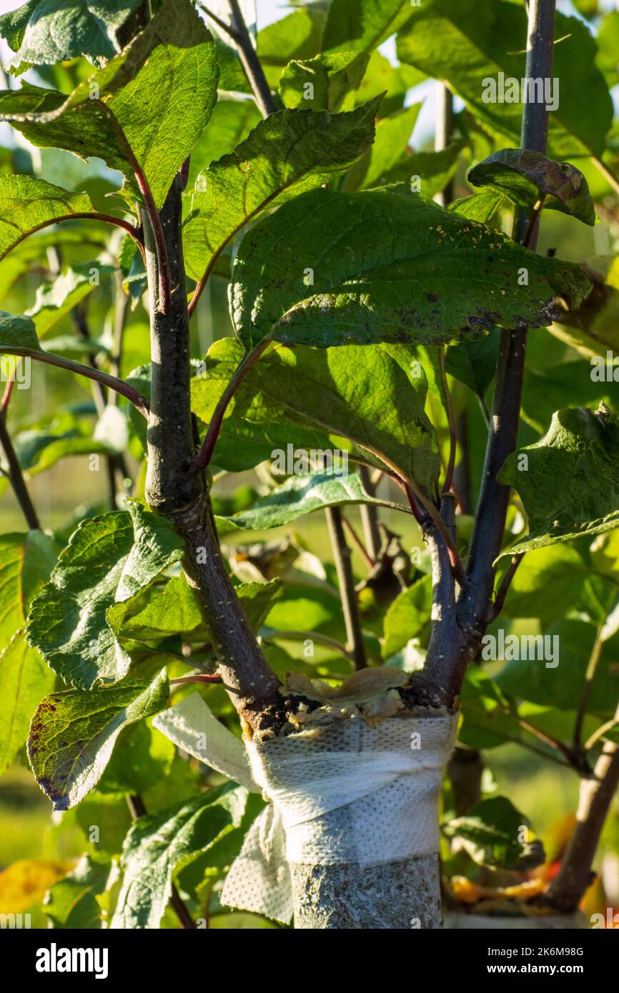 Grafted apple tree sprouted, gardening concept for design Stock Photo ...