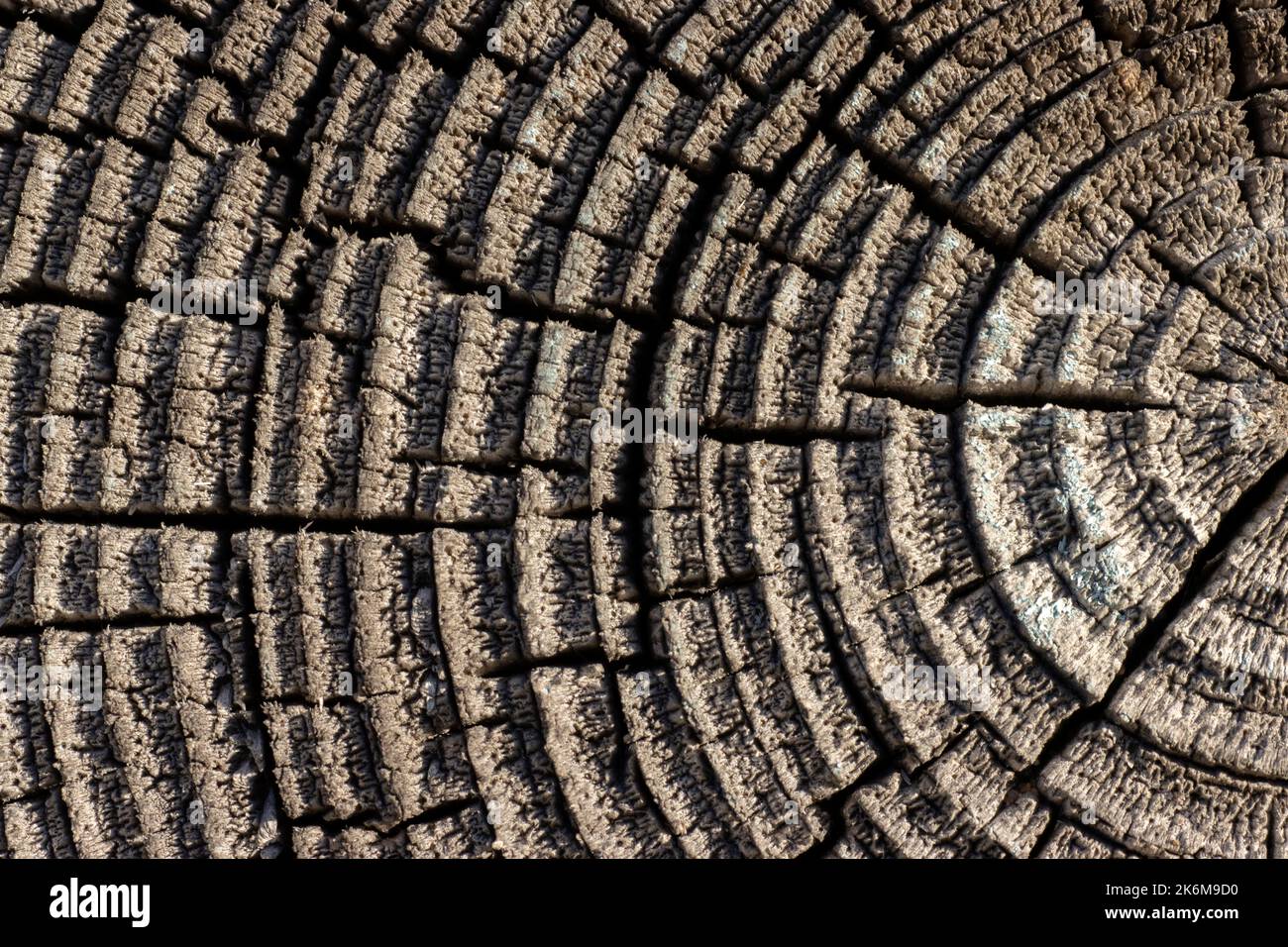 Textured wood rings showing the age and years of the tree. Abstract ...