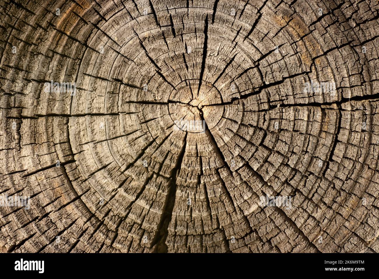 Wood rings of a tree, a texture showing the age and years of the tree ...