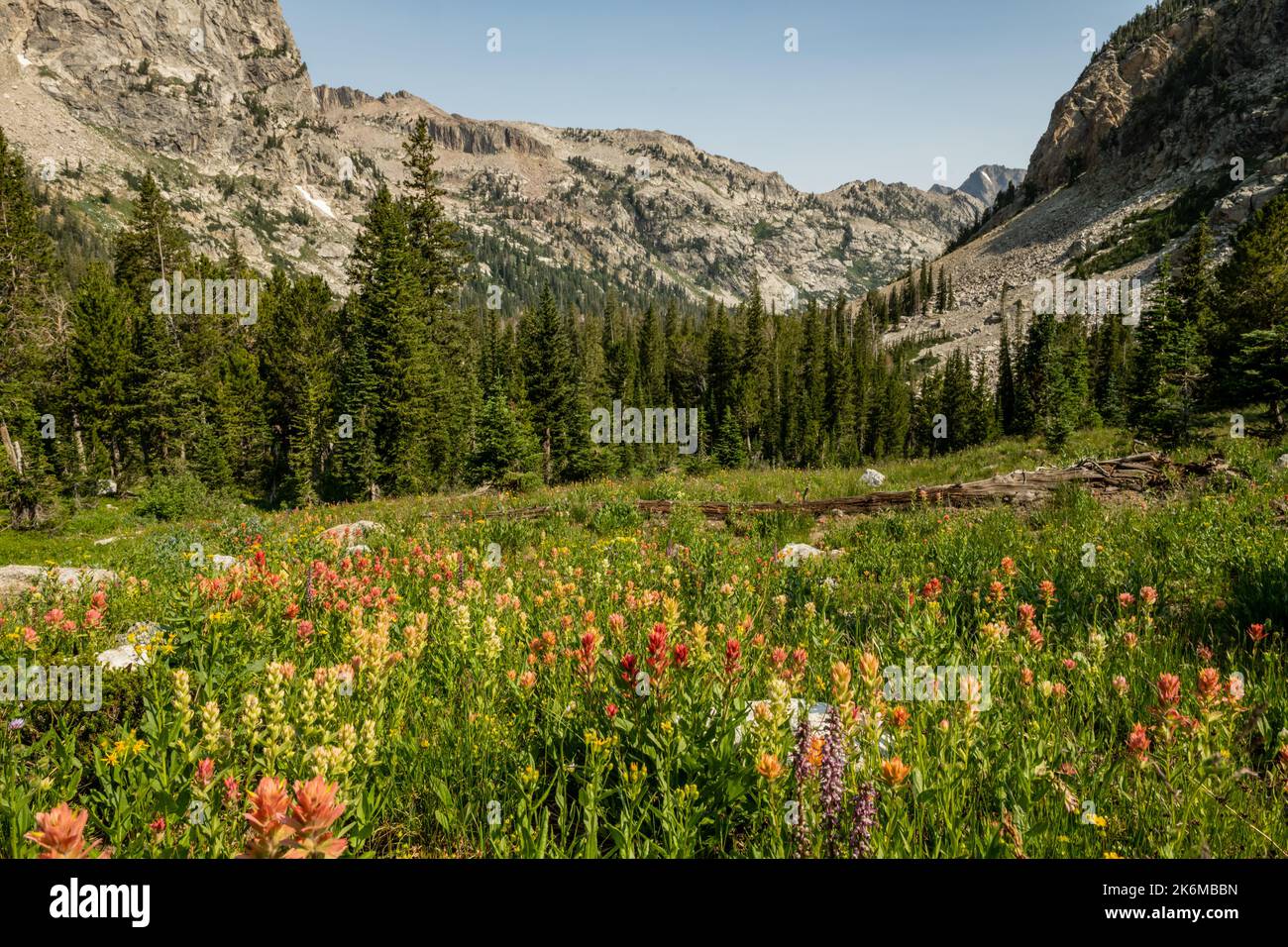 Thick Paintbrush Flowers Bloom Below Grand Tetons Cliffs in the ...