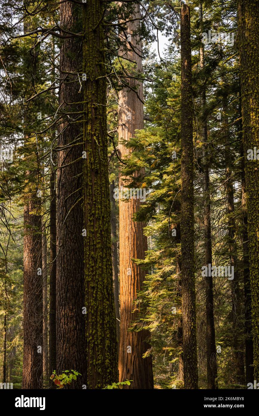 Towers of Pine Trees and Sequoias In Yosemite National Park Stock Photo ...
