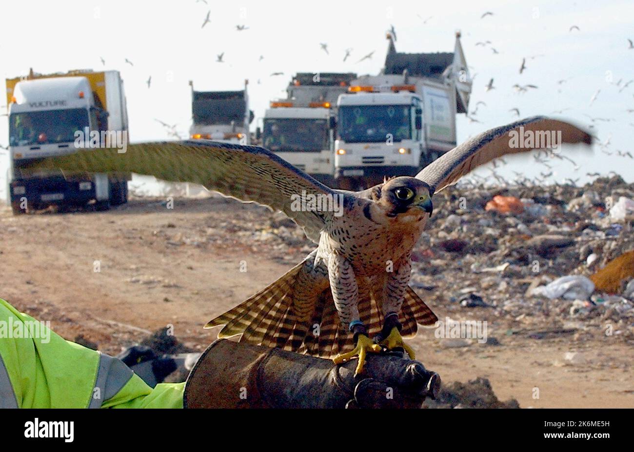 BRANDY THE PEREGRINE FALCON CROSS SETS OFF FOR WORK AT THE WASTE ...