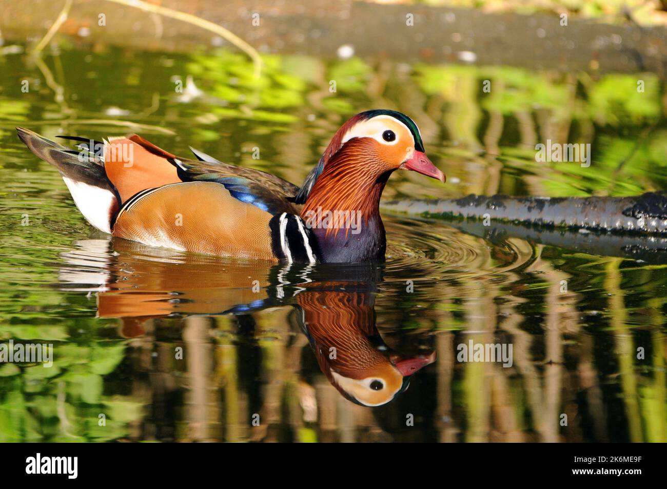 MANDARIN DUCK, BIRDWORLD, FARNHAM, SURREY PIC MIKE WALKER 2018 Stock ...