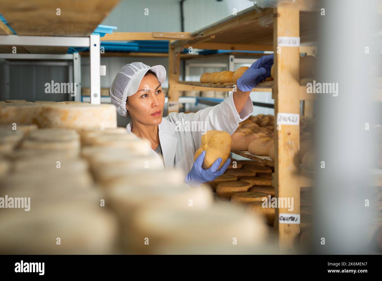 Woman checking quality of cheese in cheese dairy. Numbers on white ...