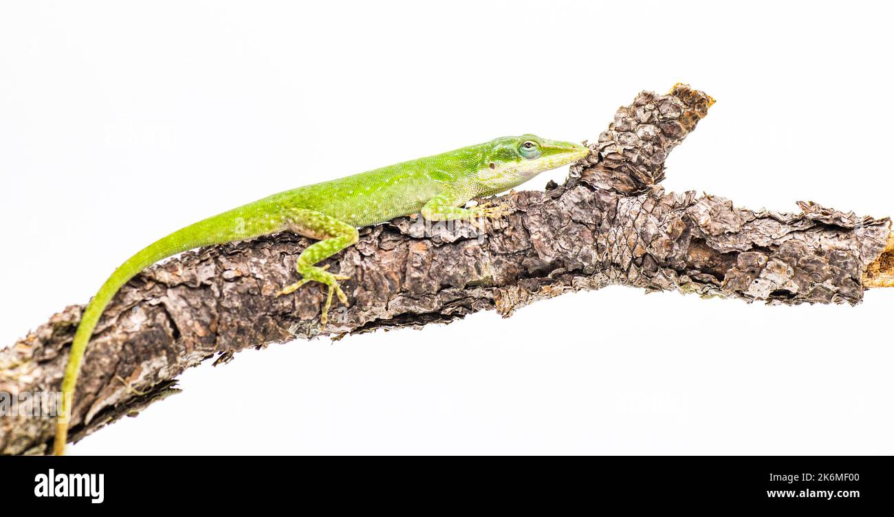 Tree dwelling hi-res stock photography and images - Alamy