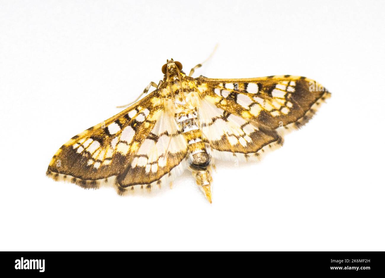 Stained glass wildlife Cut Out Stock Images & Pictures - Alamy