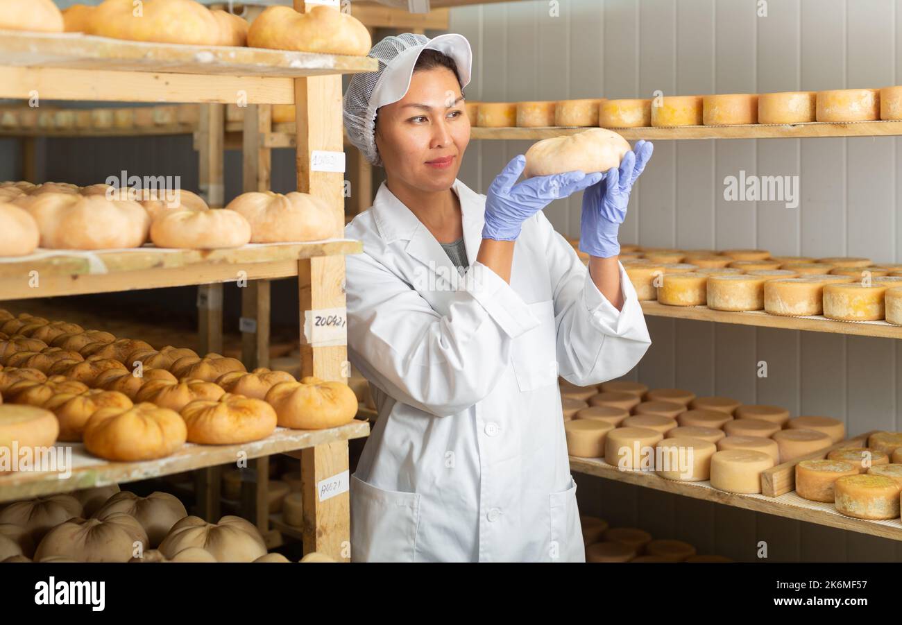 Cheese maker cleaning cheeses in his workshop. Numbers on white pieces ...