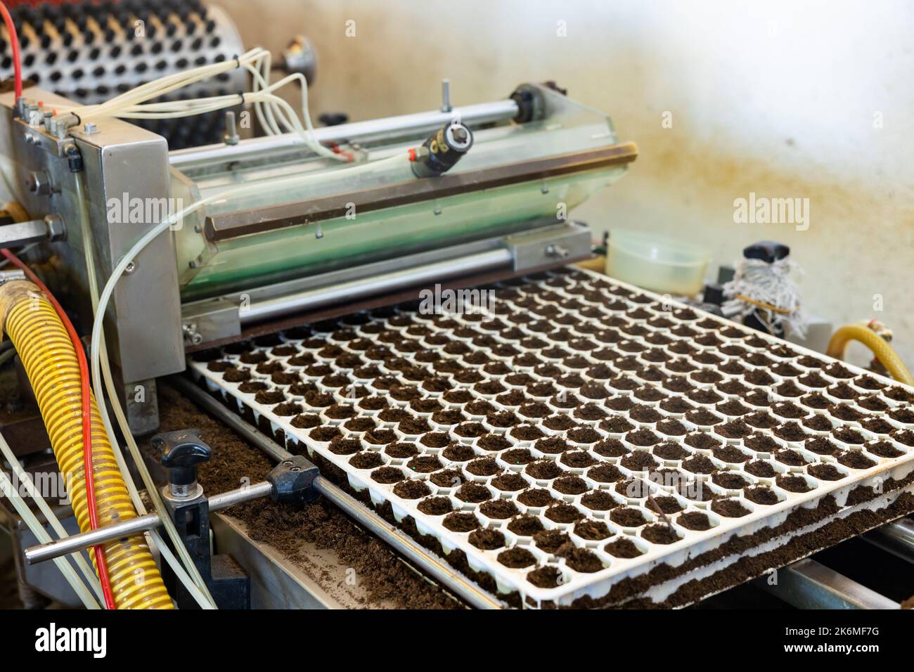 Greenhouse facilities. Automatic conveyor for planting seeds in ...