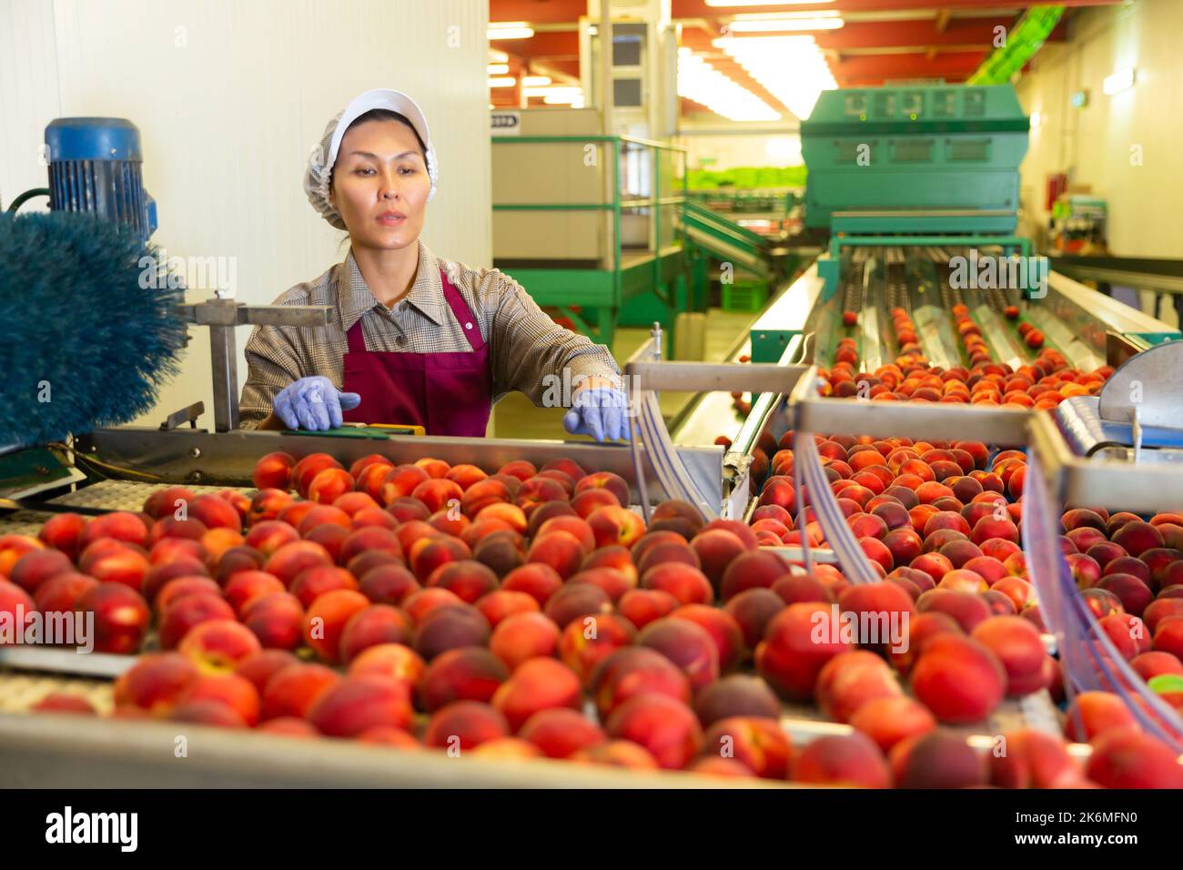 Woman working on producing sorting line at fruit warehouse Stock Photo ...