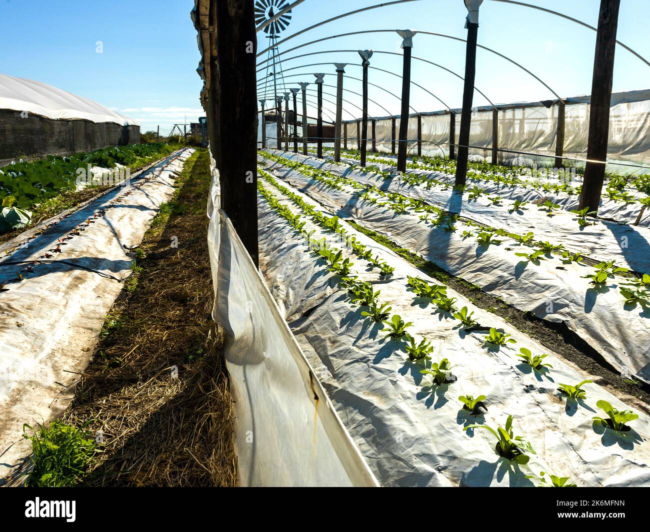 Cultivation of cabbage in a greenhouse under drip irrigation. The ...