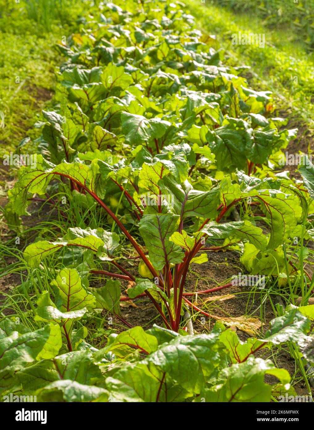 Chard seedling hi-res stock photography and images - Alamy