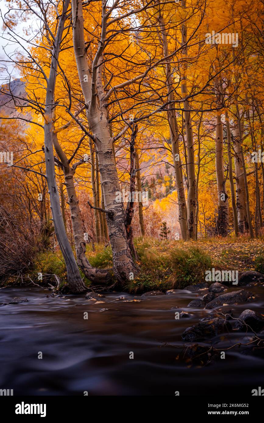 California fall aspen trees hi-res stock photography and images - Alamy