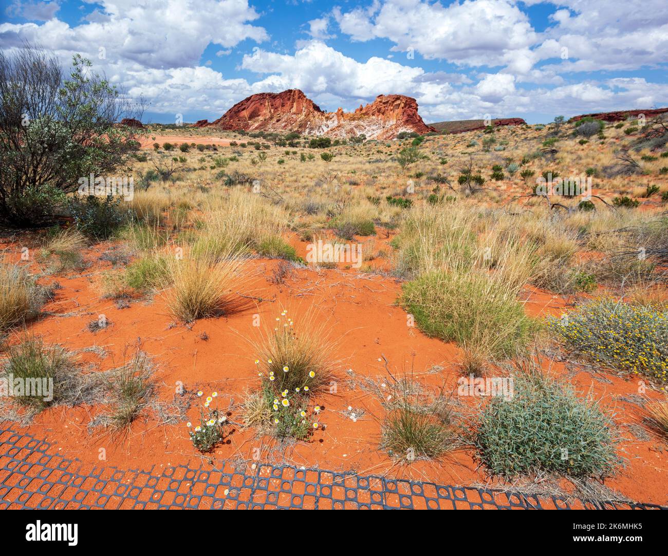 Poached Egg Daisies (Polycalymma stuartii)Wildflowers along the walking ...