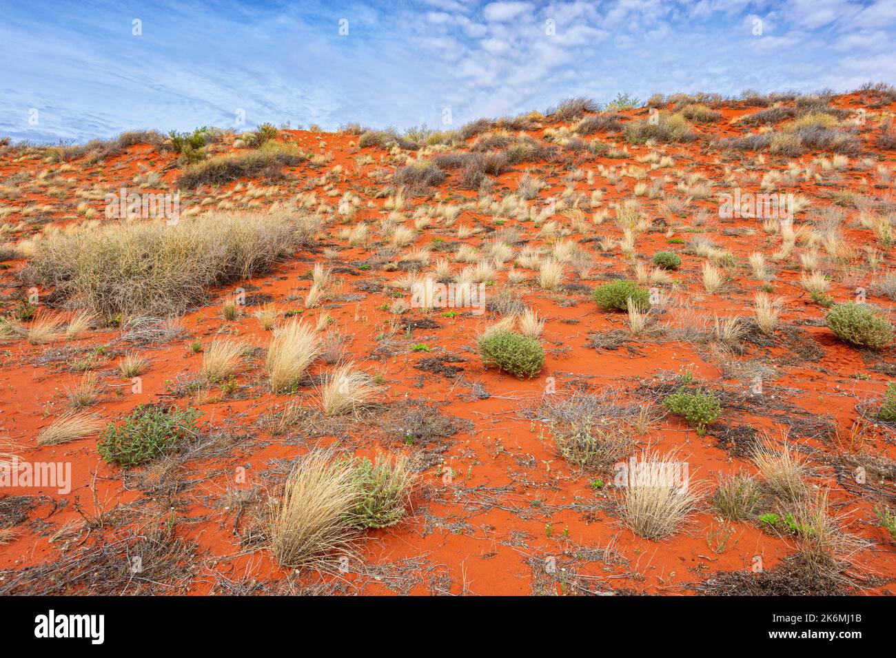 Red sand dunes with typical vegetation in the Simpson Desert, Northern ...