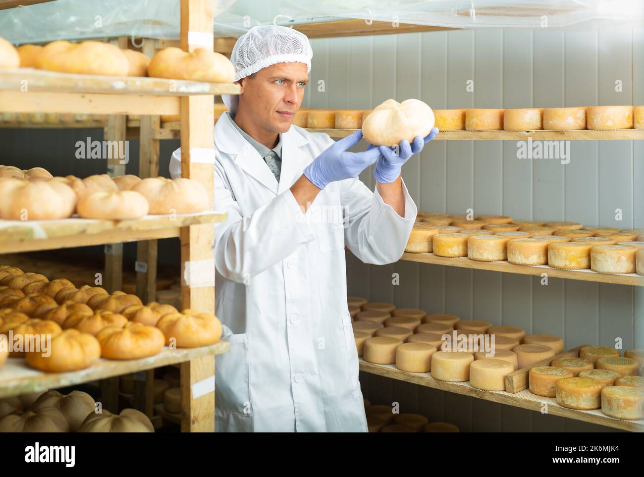 Man in white uniform examining quality of cheese in ripening room Stock ...